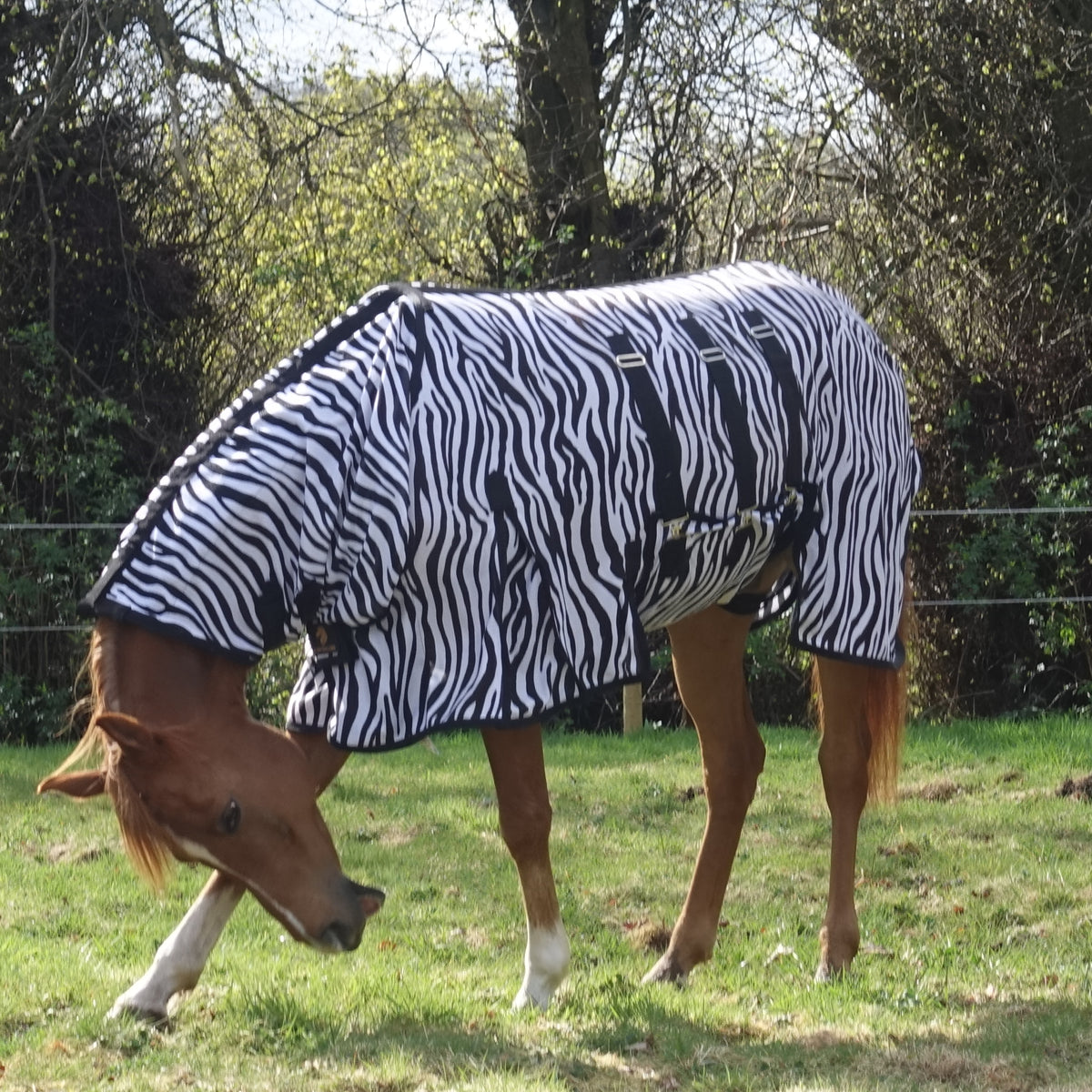 Zebra Print Fly Rug – Cavvalure
